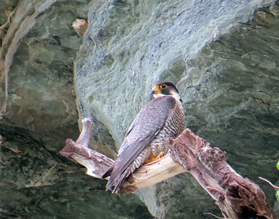 Grandfather Mountain celebrates peregrine falcon nesting - Grandfather ...