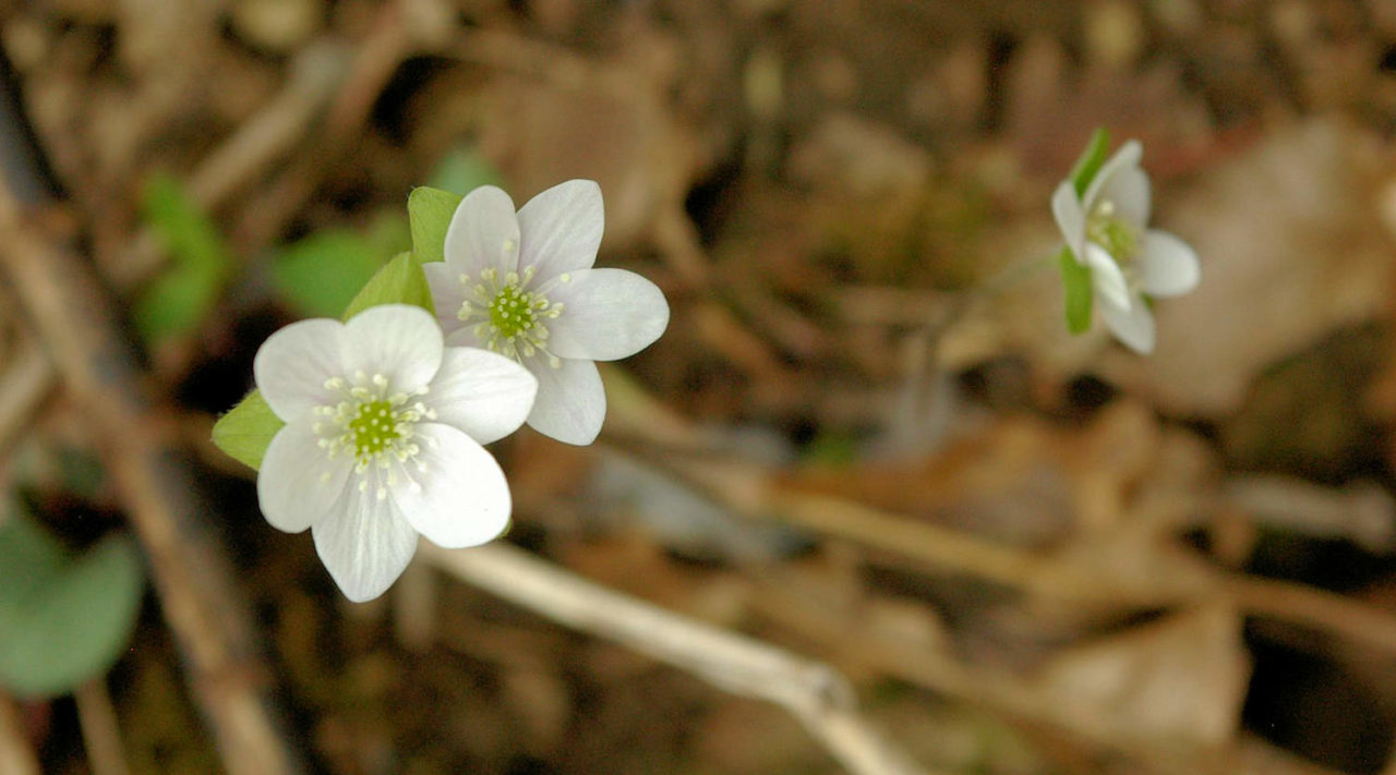 Wildflower Bloom Calendar - Grandfather Mountain