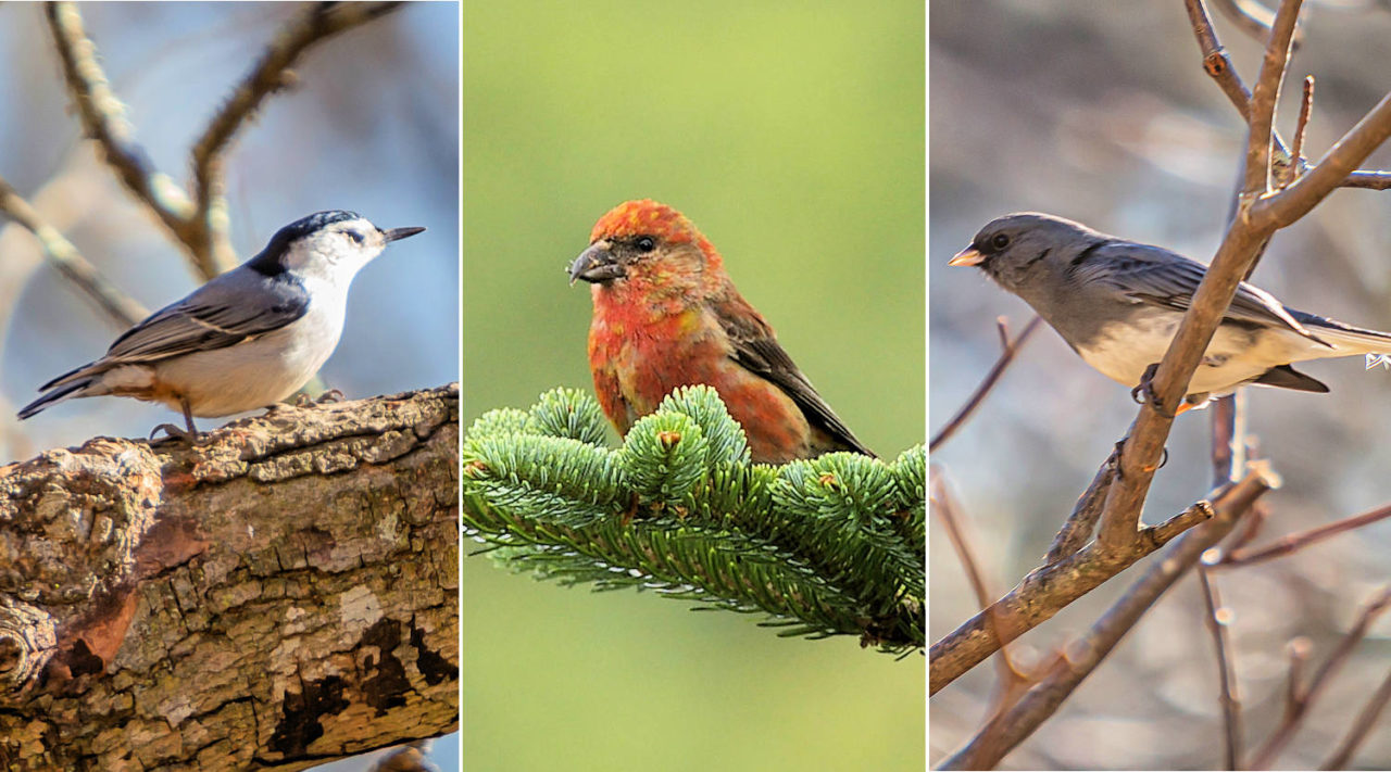 Winter Birding - Grandfather Mountain