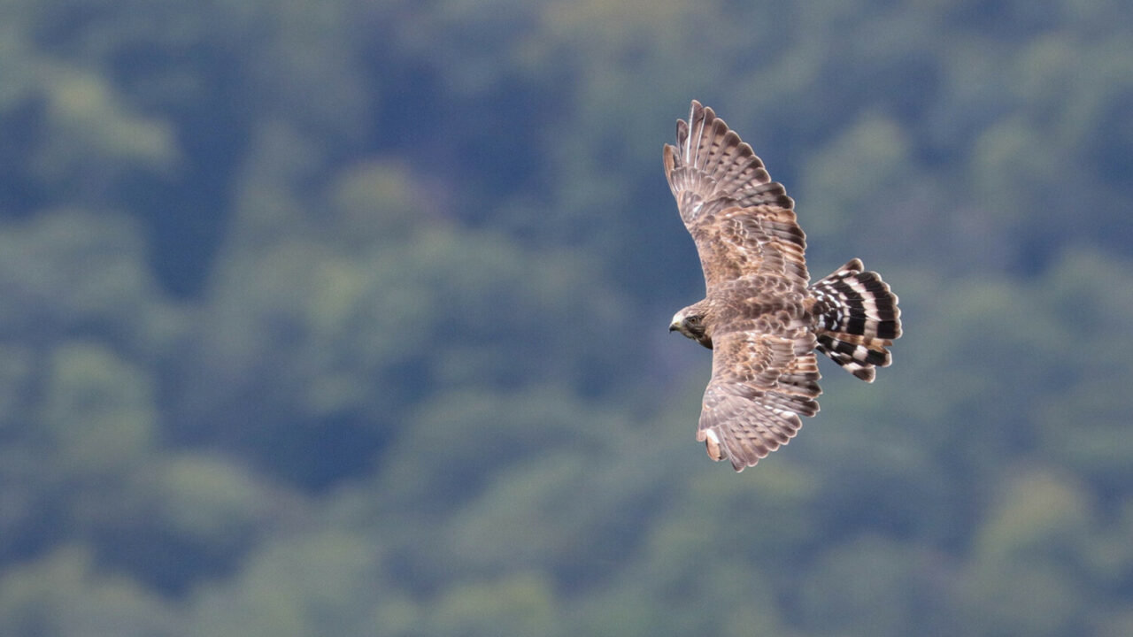 Hawk Watch - Grandfather Mountain