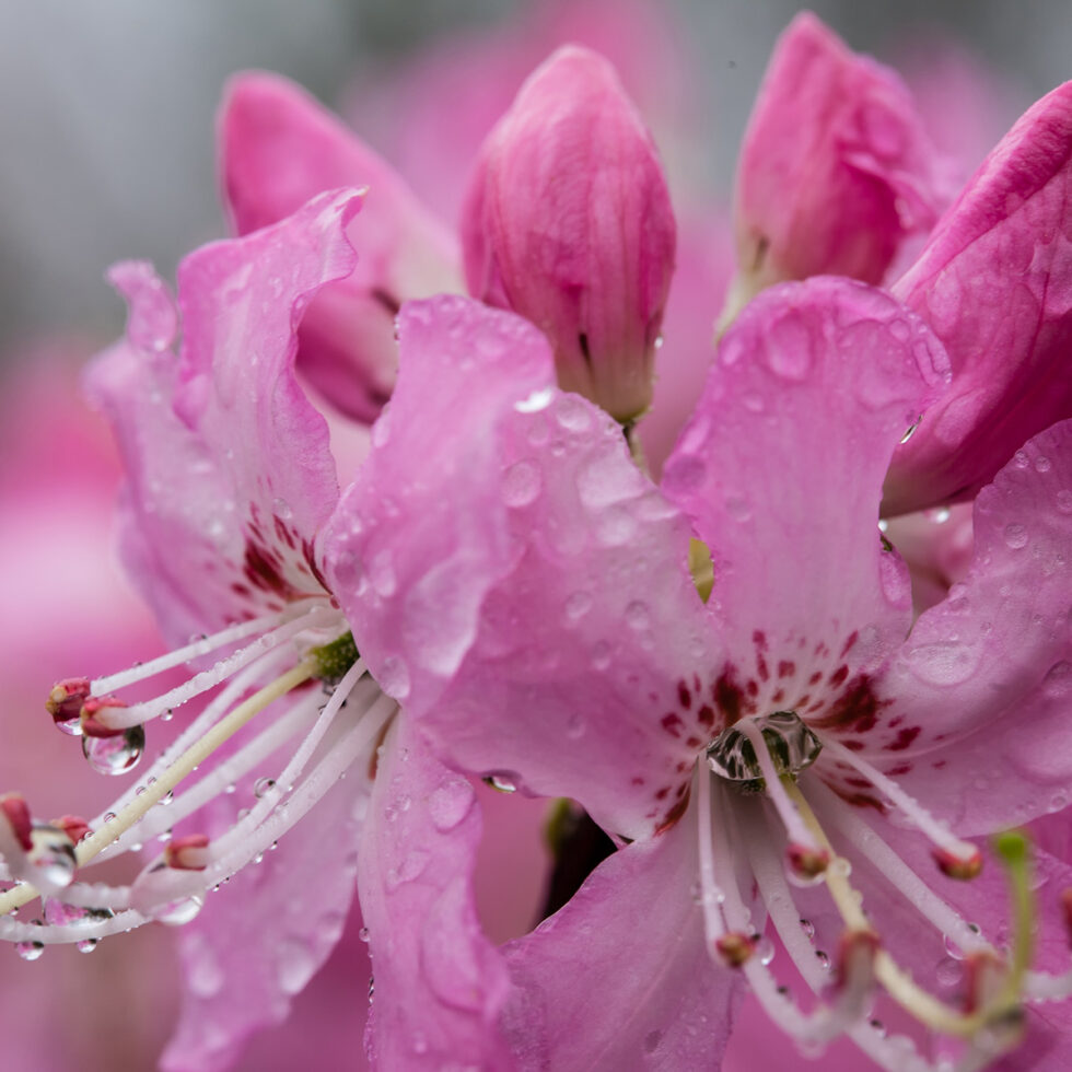 Endangered Species - Grandfather Mountain