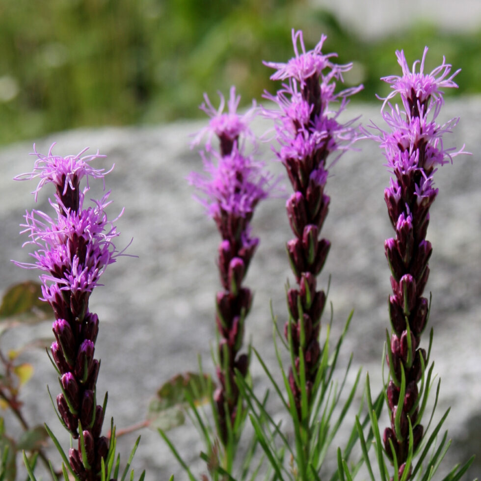 Endangered Species - Grandfather Mountain