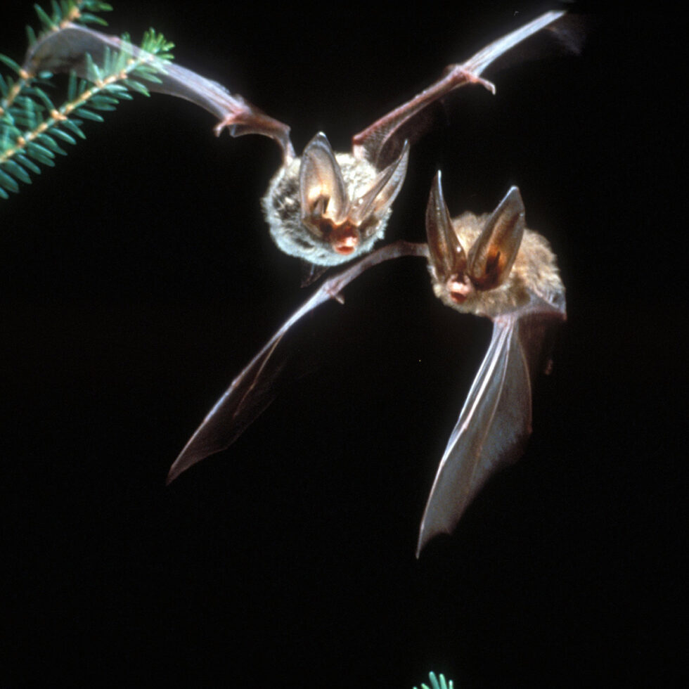 Endangered Species - Grandfather Mountain