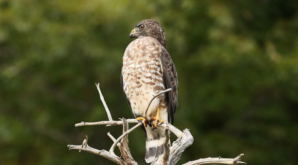 Hawk Watch Report 2022 - Grandfather Mountain