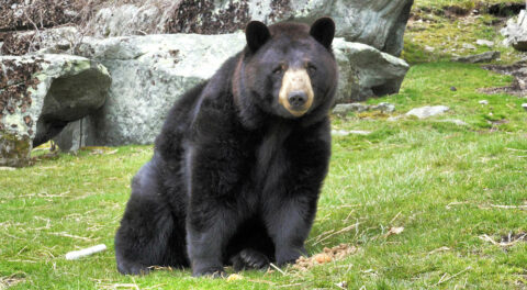 Meet the Bears - Grandfather Mountain