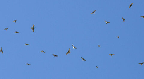 Hawk Watch - Grandfather Mountain