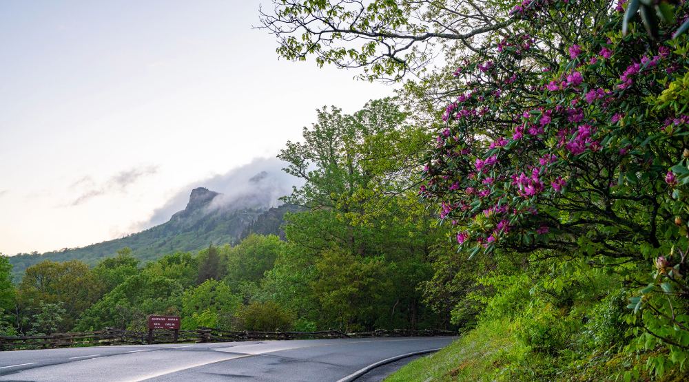 2025 Spring Color Gallery - Grandfather Mountain
