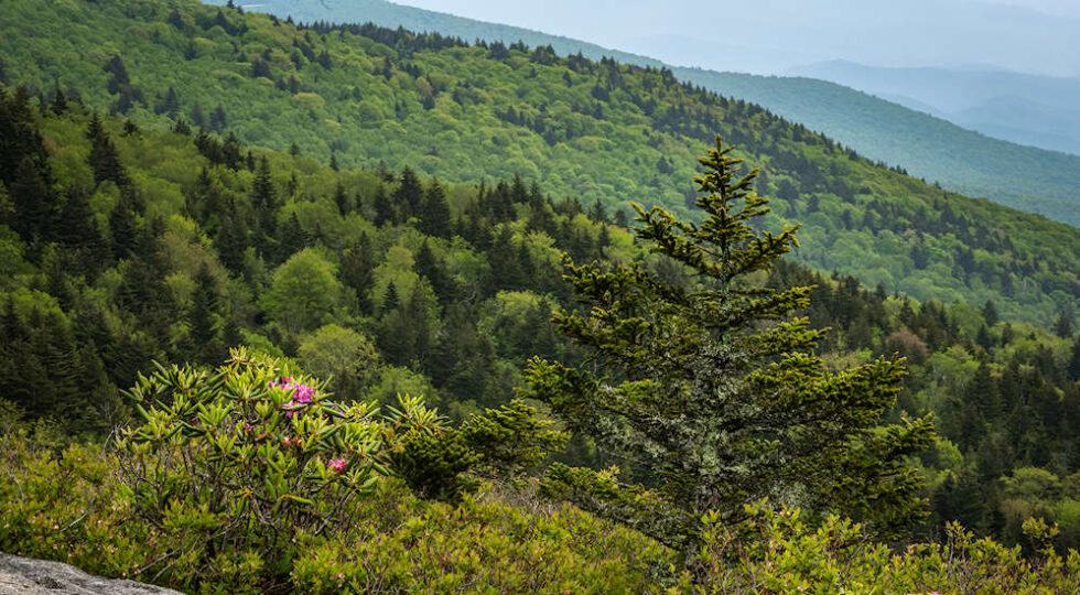 June 2025 Weather Report - Grandfather Mountain