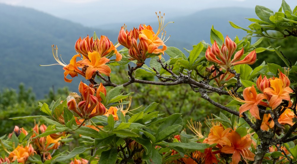 2026 Spring Color Gallery - Grandfather Mountain